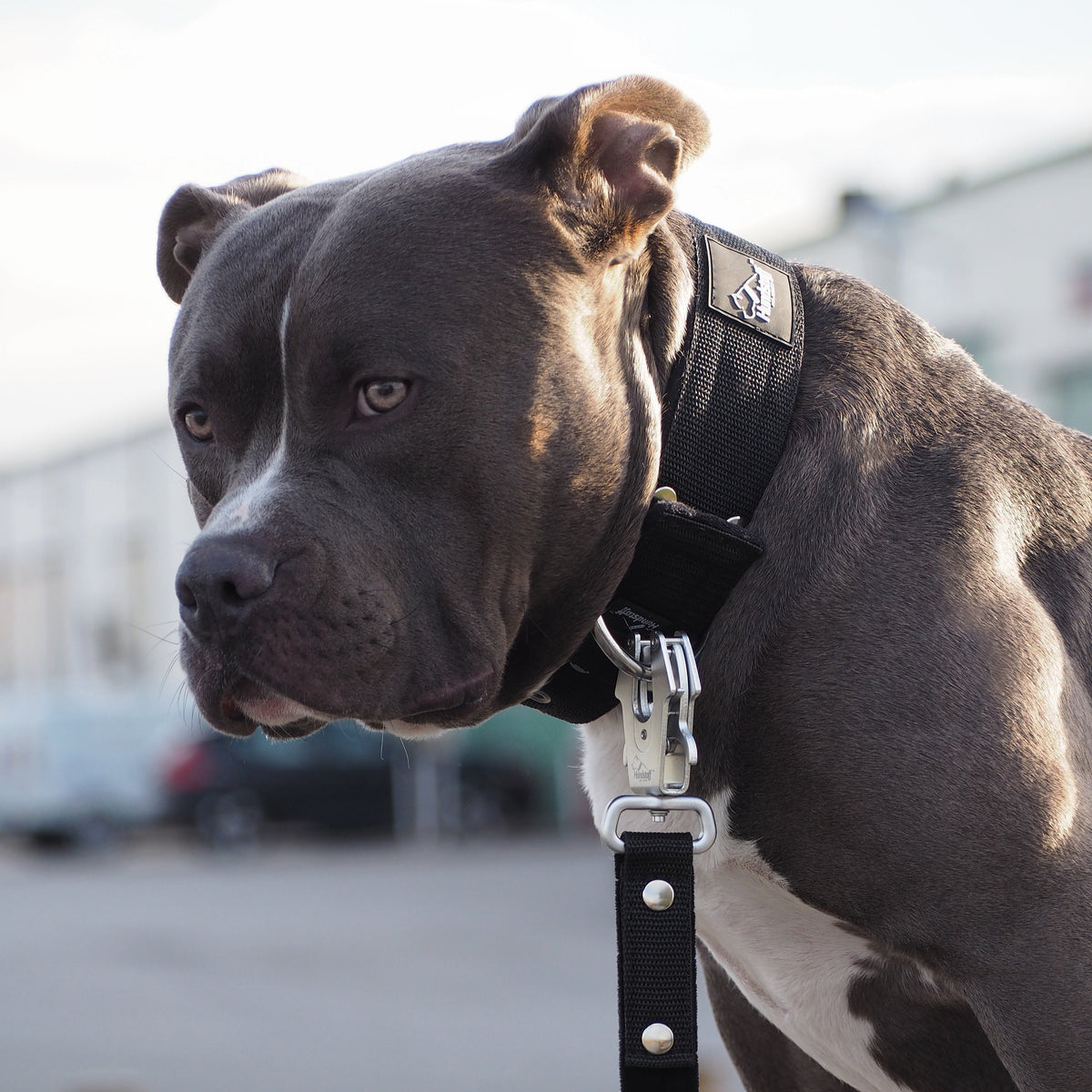 Strapazierfähiges Hundezubehör und Hundesachen für Ihren Hund ...